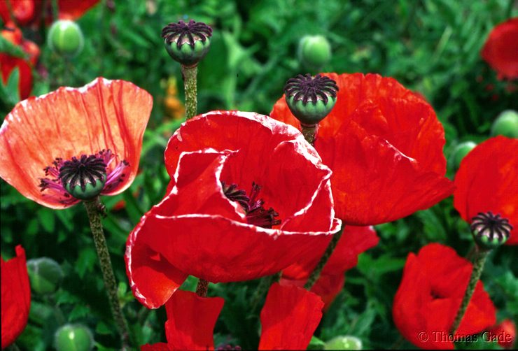 Wildblumen